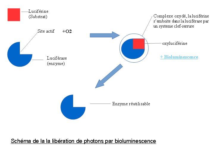 Chimiluminescence et Bioluminescence